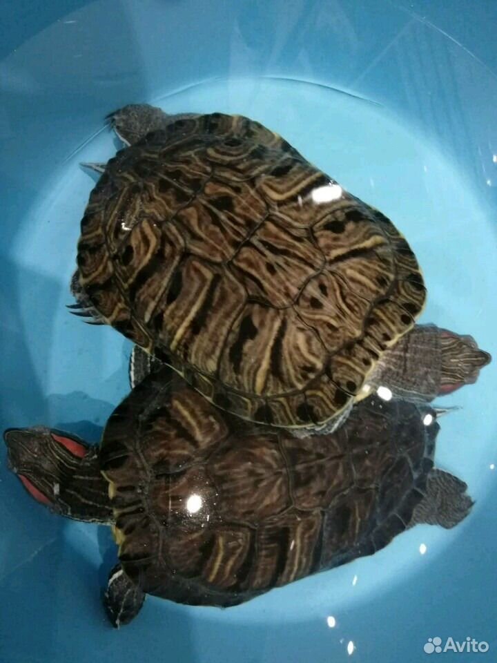 Красноухие черепашки