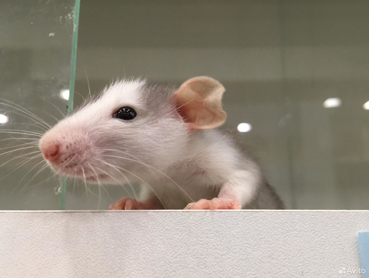 Крыски декоративные