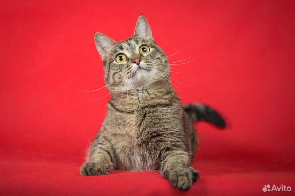 Кошка Руся - молодая, чудо -девочка в хорошие руки