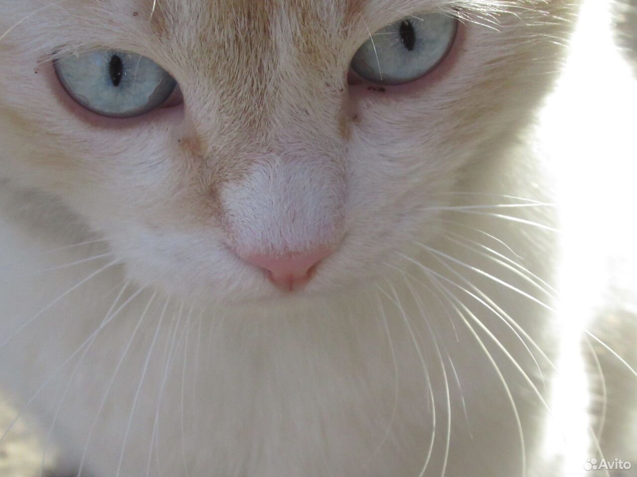 Счастье в дом Котик ищет семью