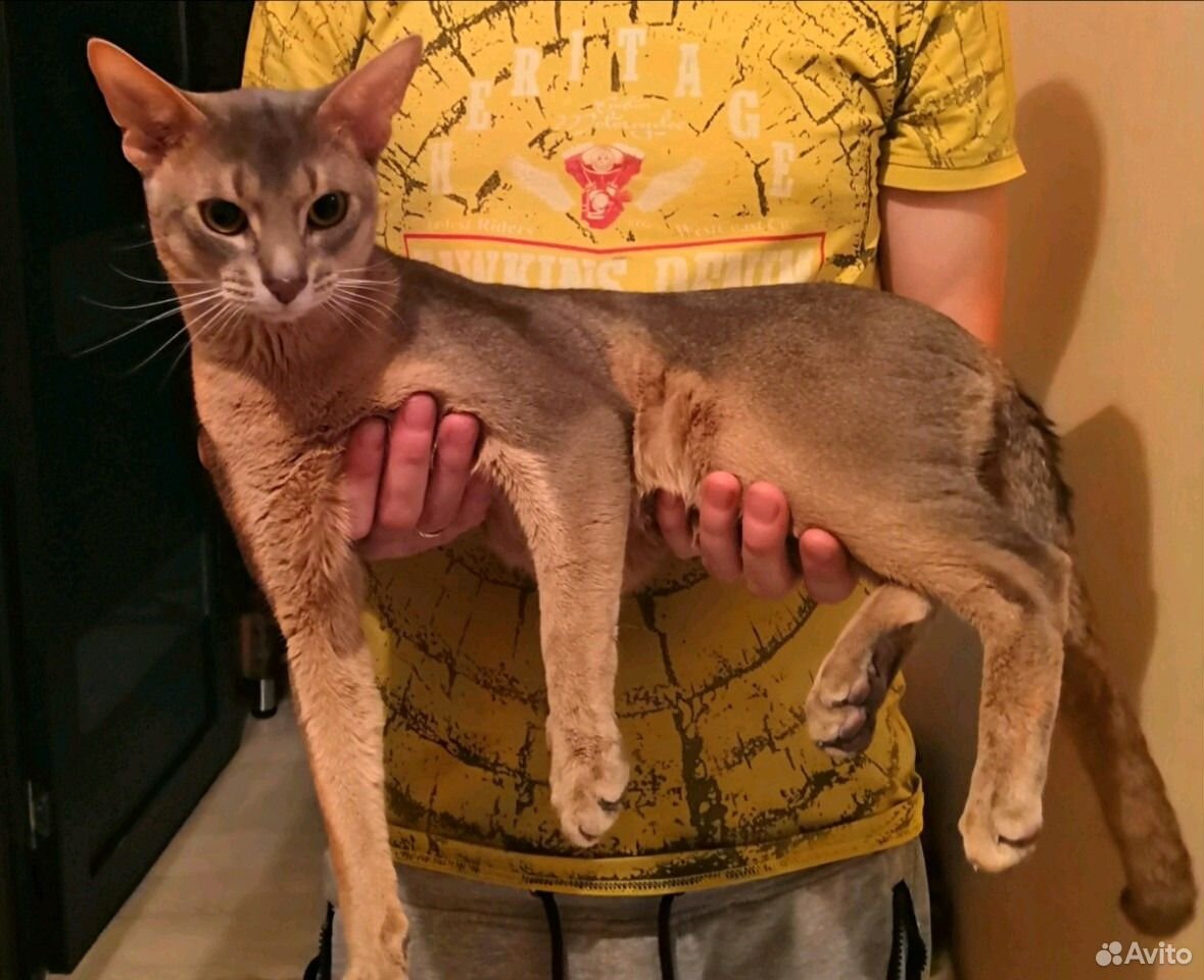 Вязка с Абиссинским красавчиком