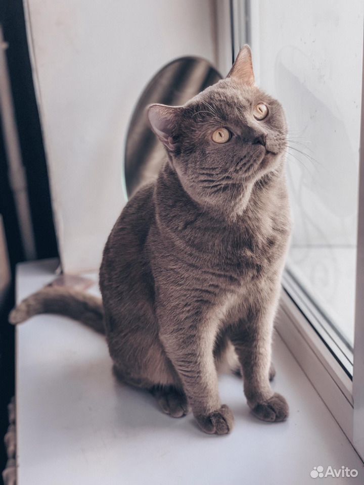 Вязка британский кот