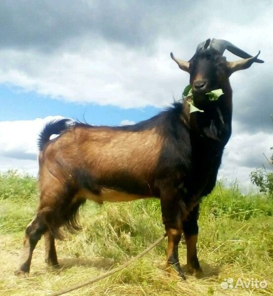 Альпийский козел