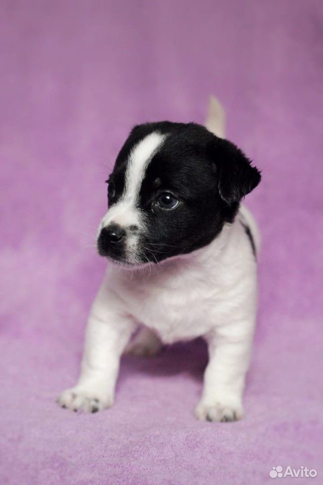 Джек рассел и вельш терьер щенки метисы