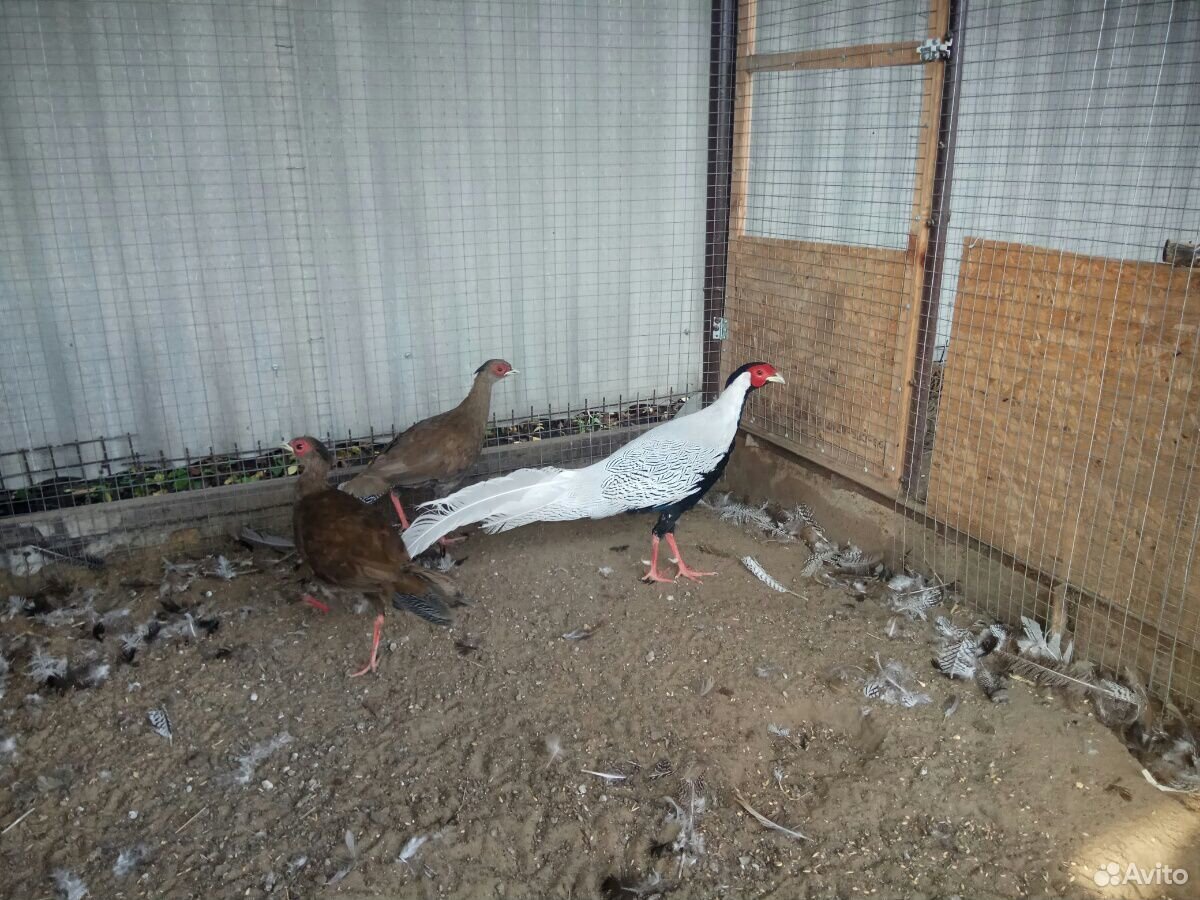 Фазаны разных видов