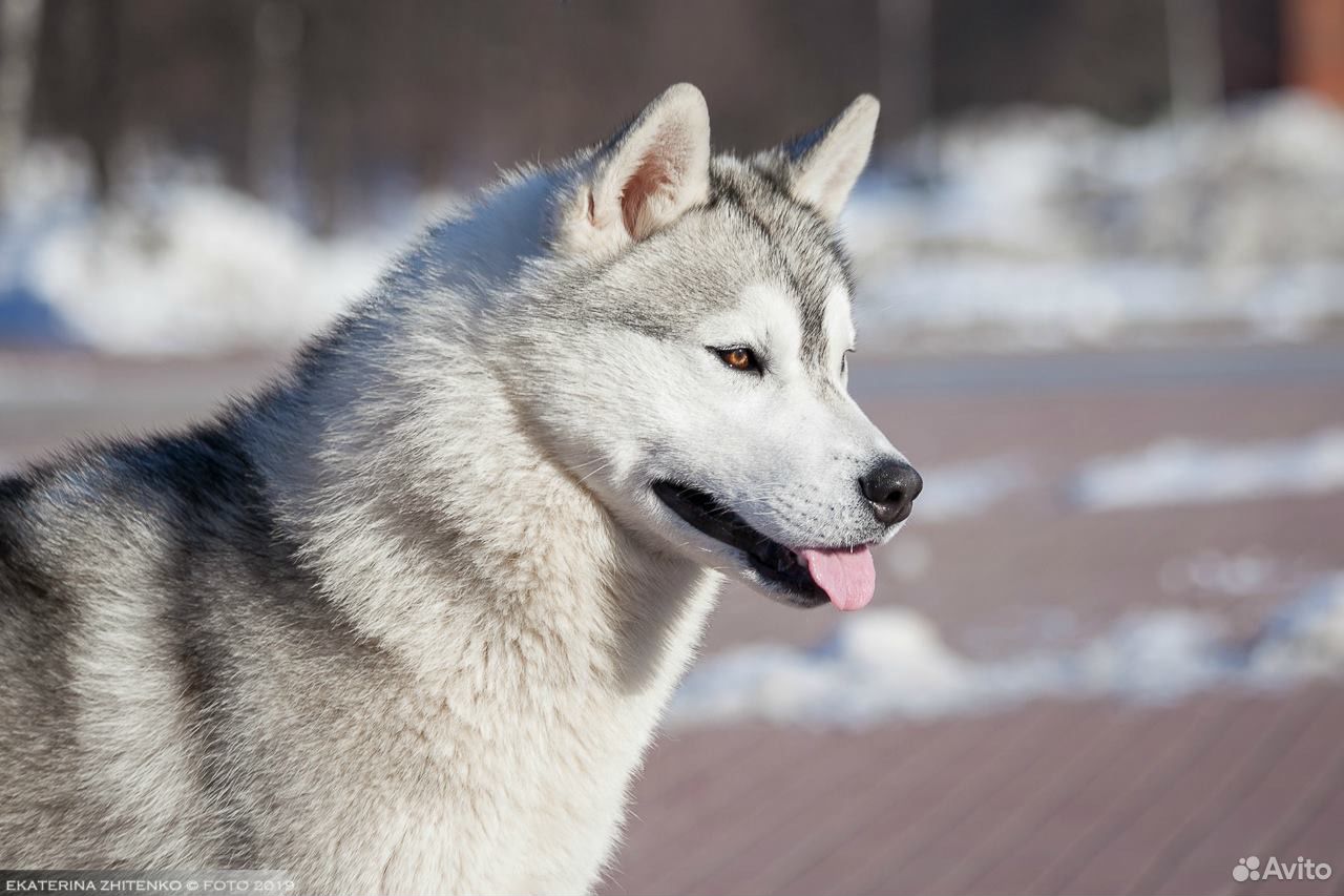 Очень красивый кобель хаски