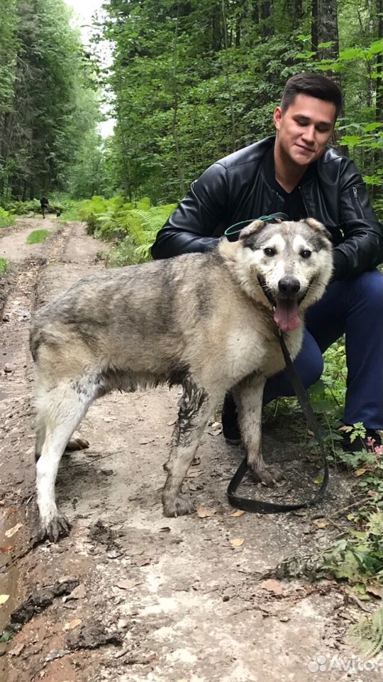 Кобель на охрану дома