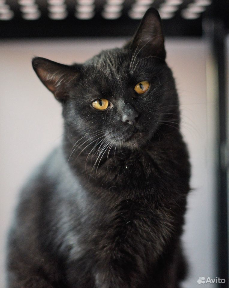 Кошечка Наоми ищет дом