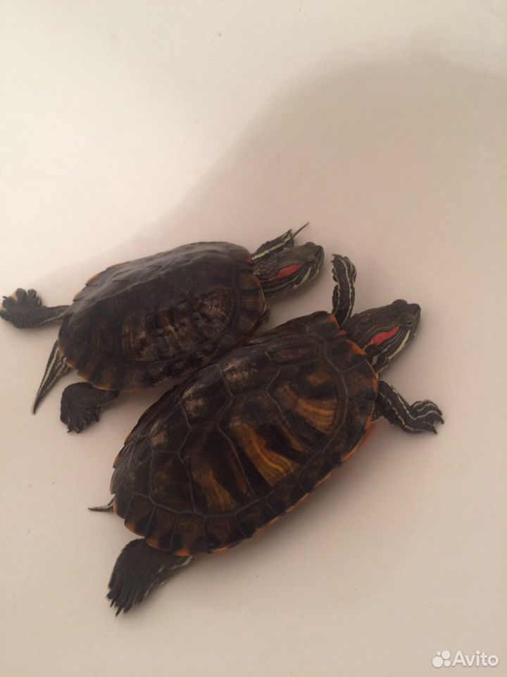 Красноухие черепашки, водяные