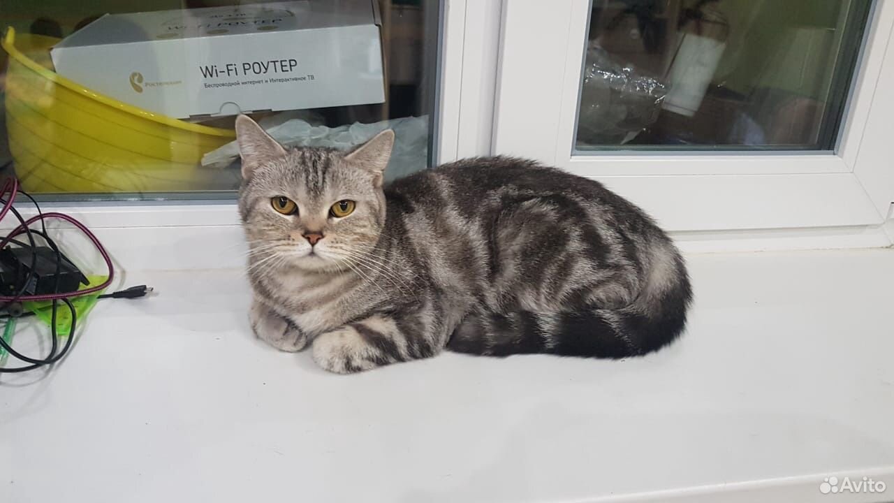 Кошка