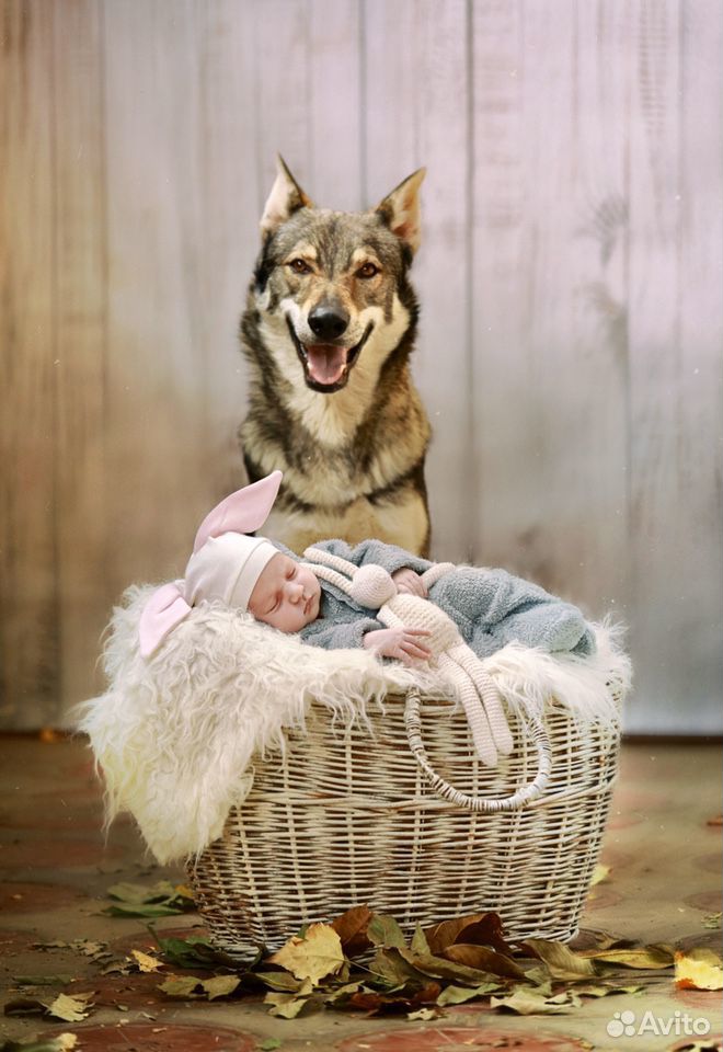 Щенки чехословацкого Влчака