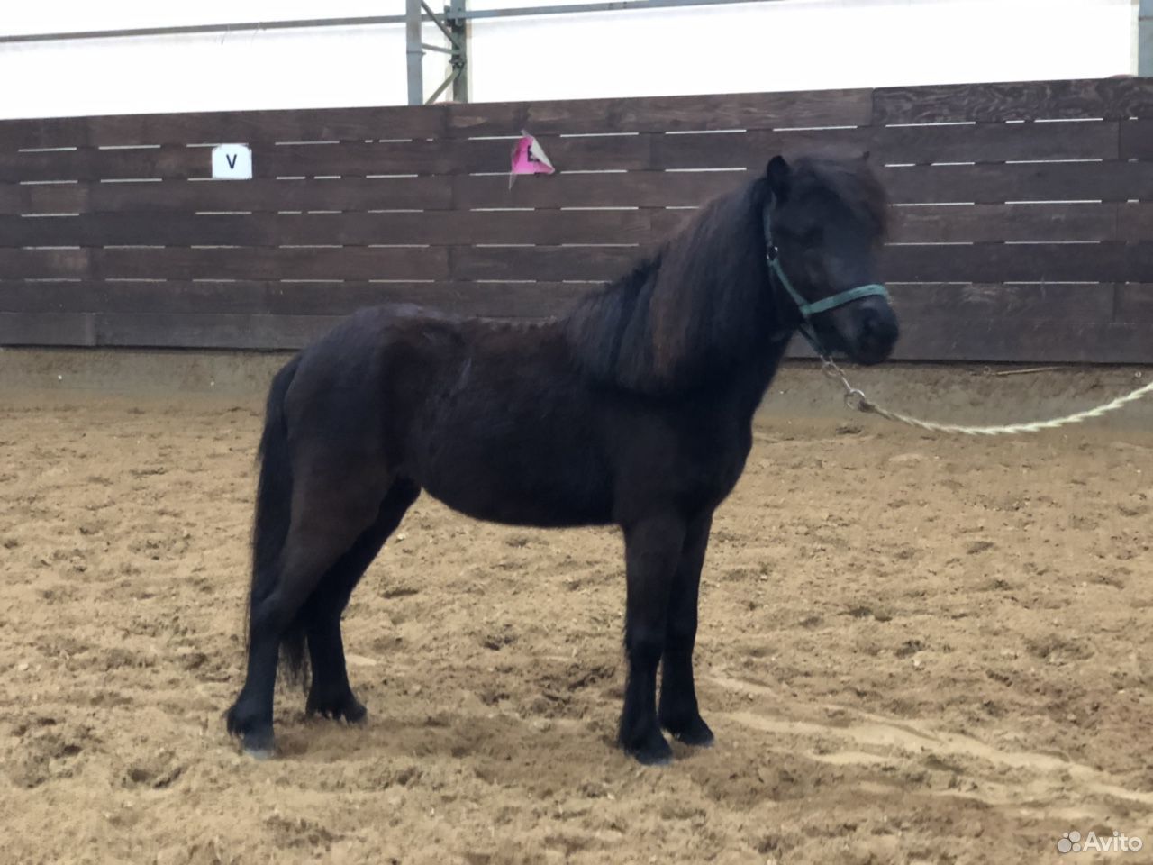 Продажа пони