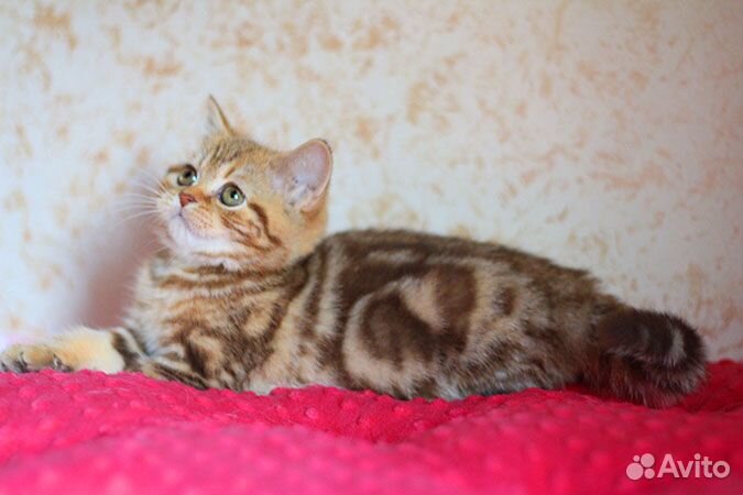 Женечка - шоколадная мраморная кошечка