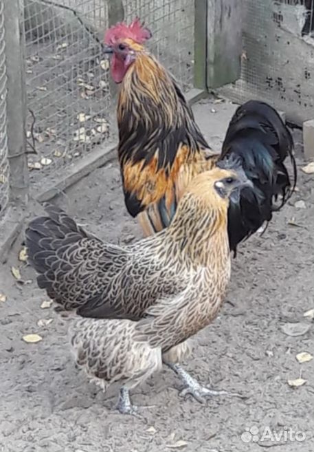 Куры, петухи разных пород. Яйцо инкубационное
