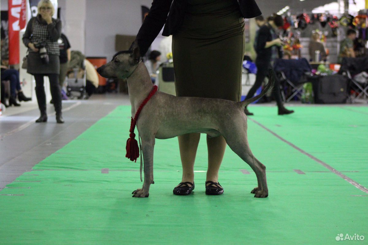 Фотосессии, вязка ксолоинцкуинтли(мексиканская гол