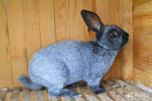 Самец полтавское серебро