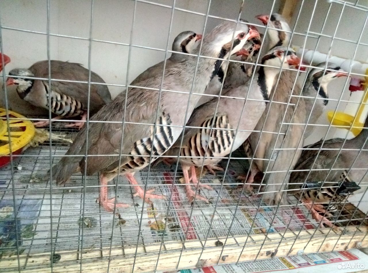 Кеклики 2019г