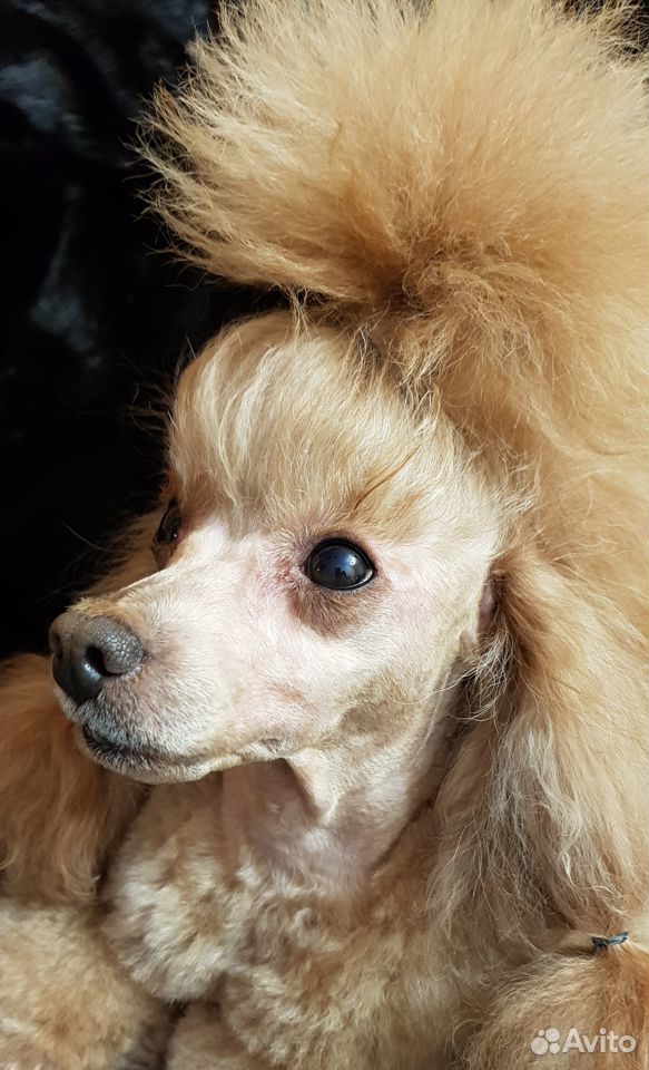 Вязка с Той пуделем