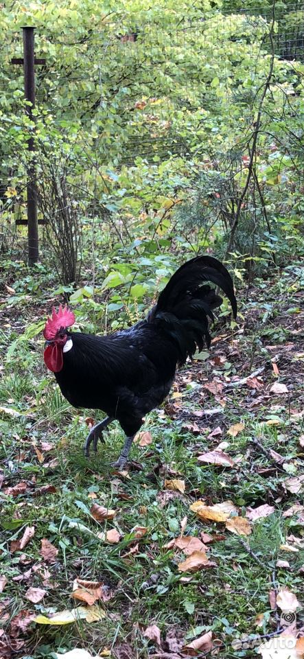 Инкубационное Яйцо Барбезье