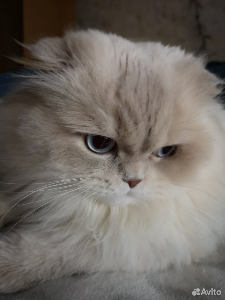 Кот шотландский голубоглазый вислоухий