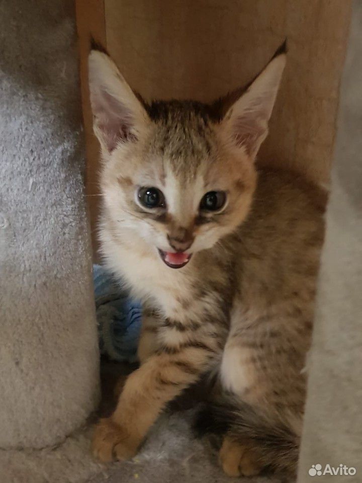 Кошка Чаузи ф1