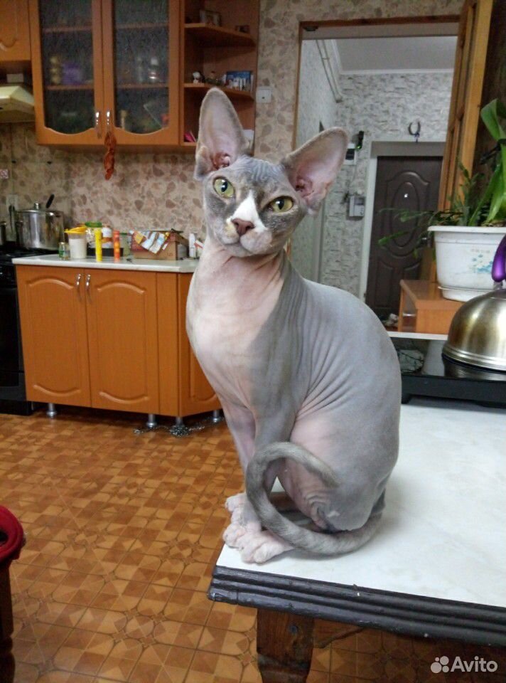 Канадский сфинкс,кошечка ищет жениха