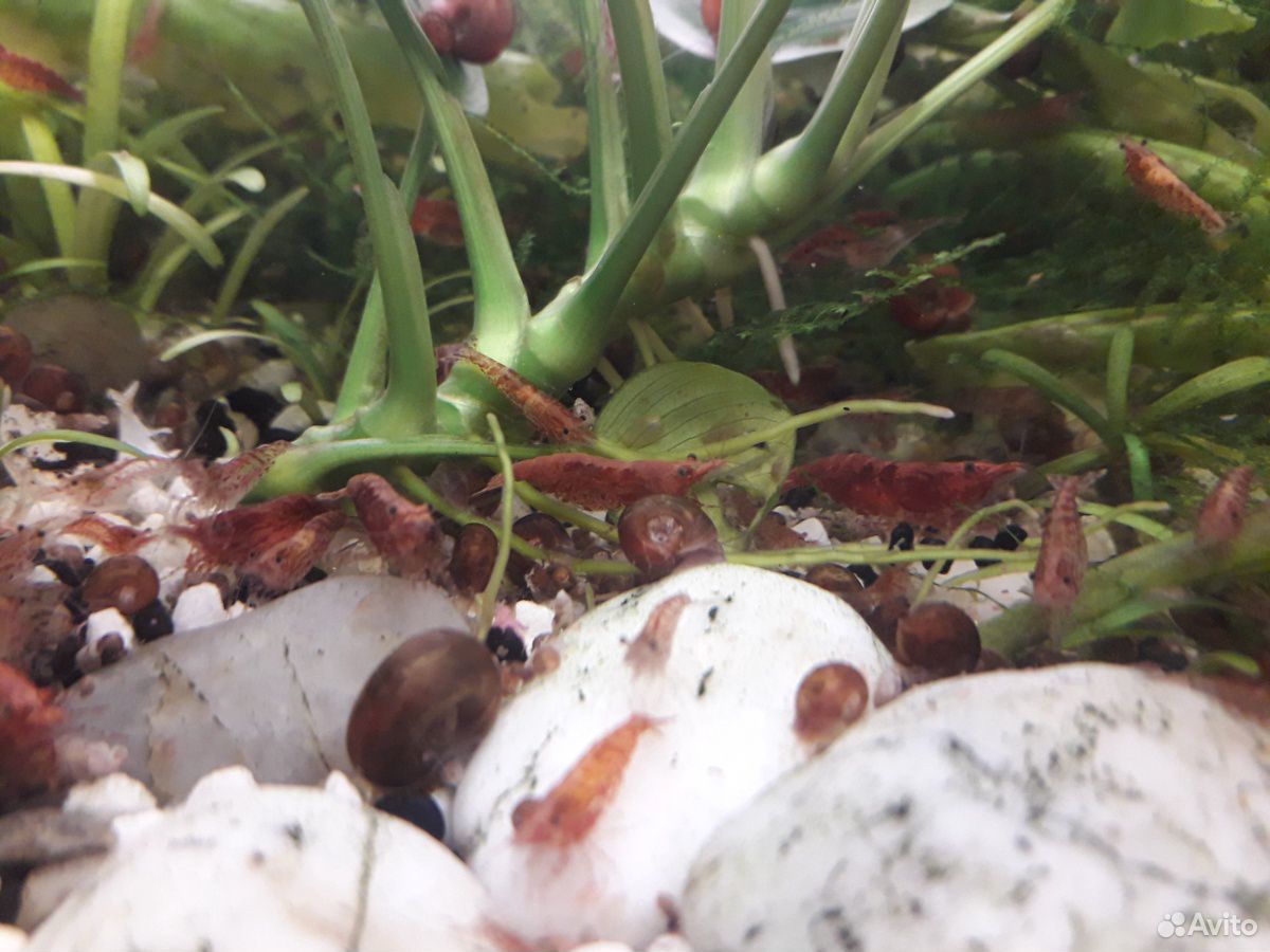 Криветки вишня