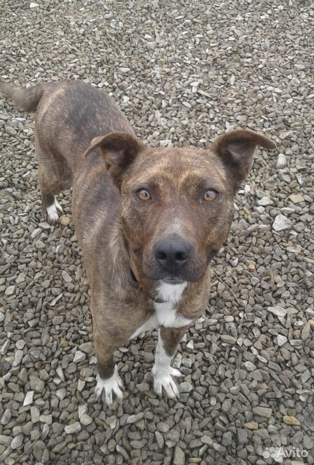 Фенотип стаффорда