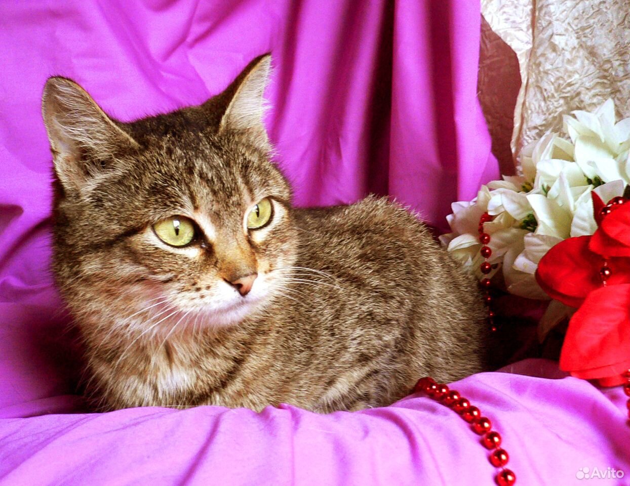Отдам очаровательную полосатую кошечку