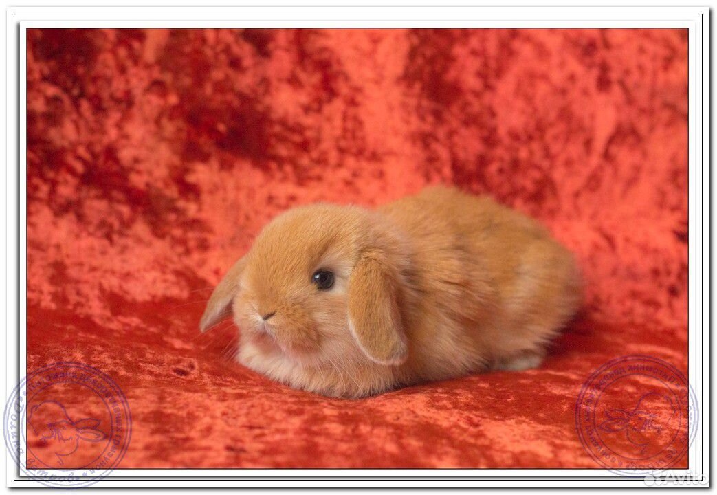 Забавные крольчата рыжие вислоушки