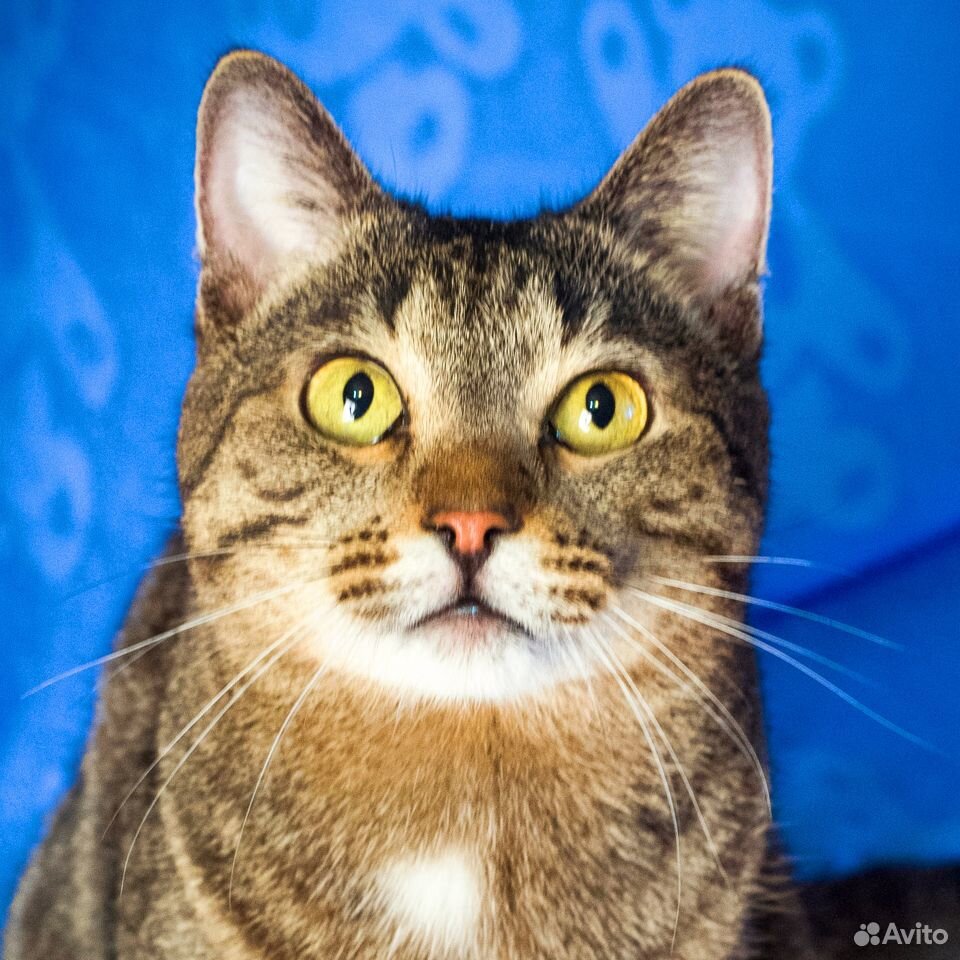 Домашний и уютный Барсик очень ждёт Вас