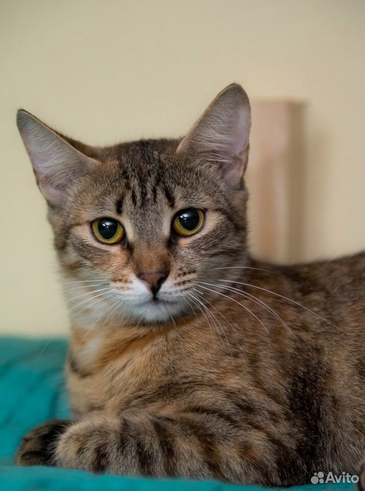 Кошка Есения ищет дом