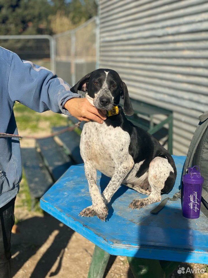 Курцхаар метис бесплатно в добрые руки