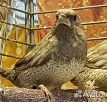 Японские амадины