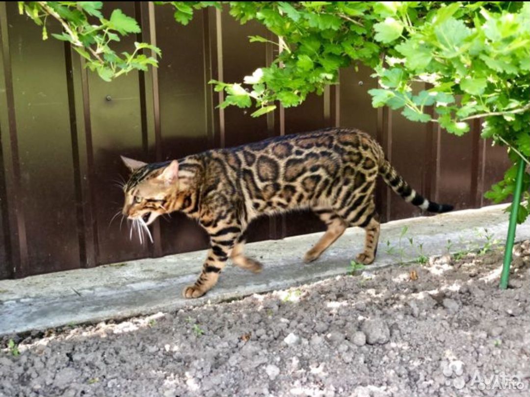 Бенгальские котятки