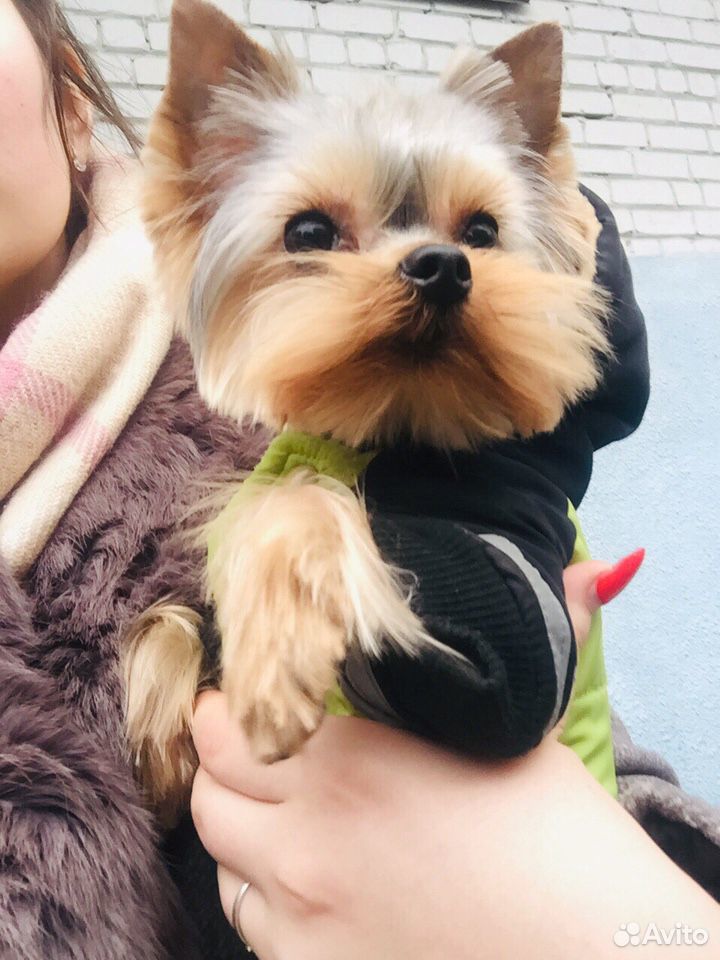 Йоркширский терьер, вязка