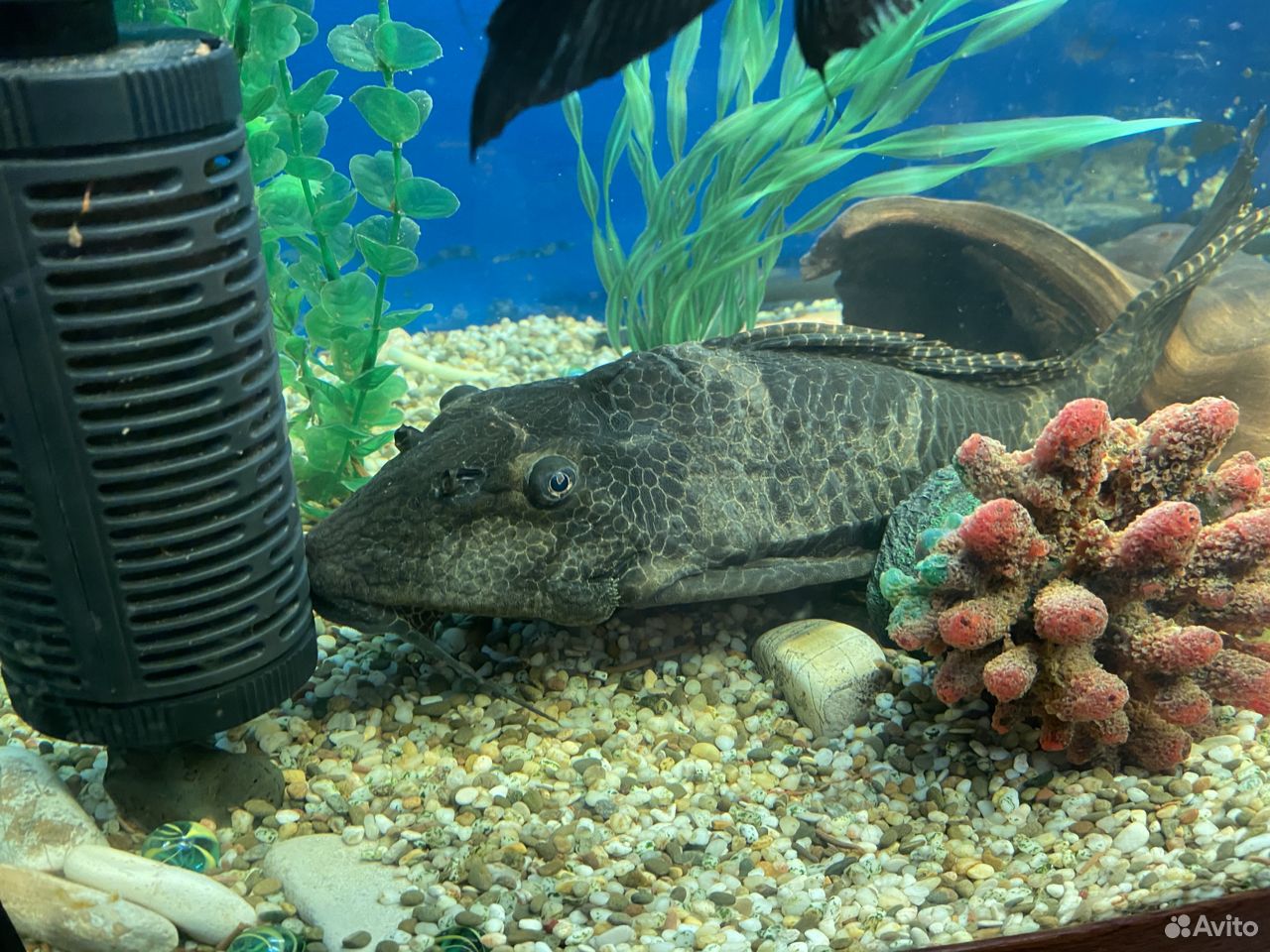 Сом присоска большой