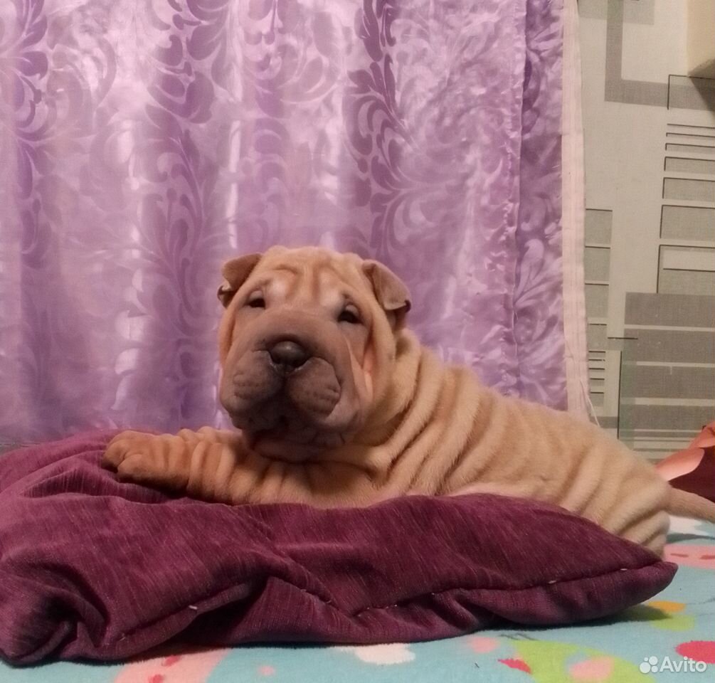 Малыши Шарпейчики