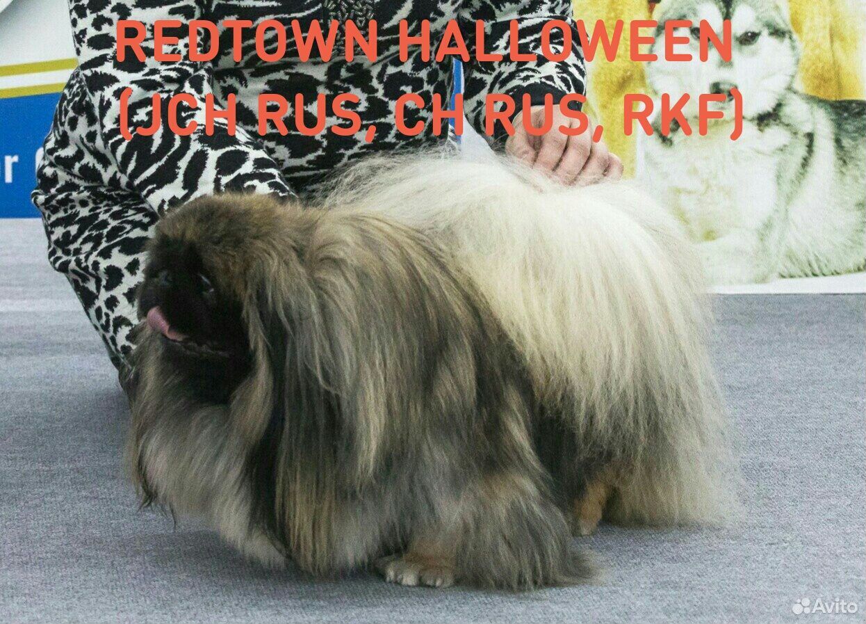 Пекинес-кобель