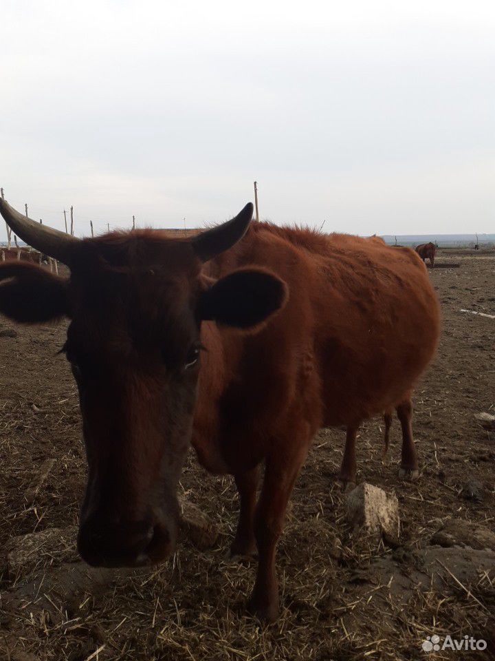 Коровы бартер на овцы