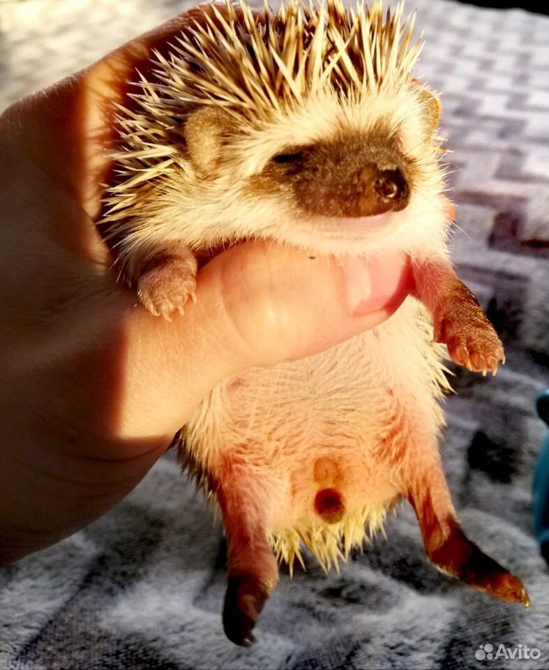 Ёжик карликовый африканский)