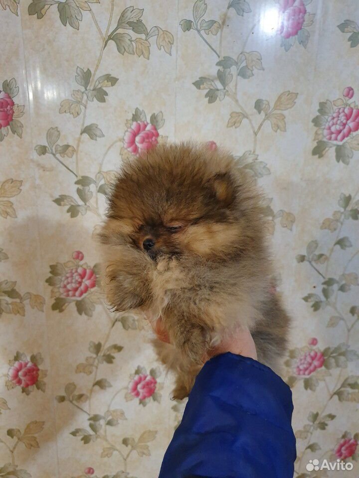 Шпиц мимимишка мальчик крошик