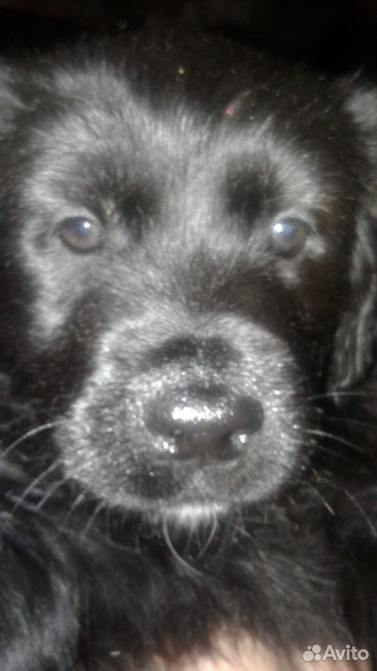 Пристраивается щенок