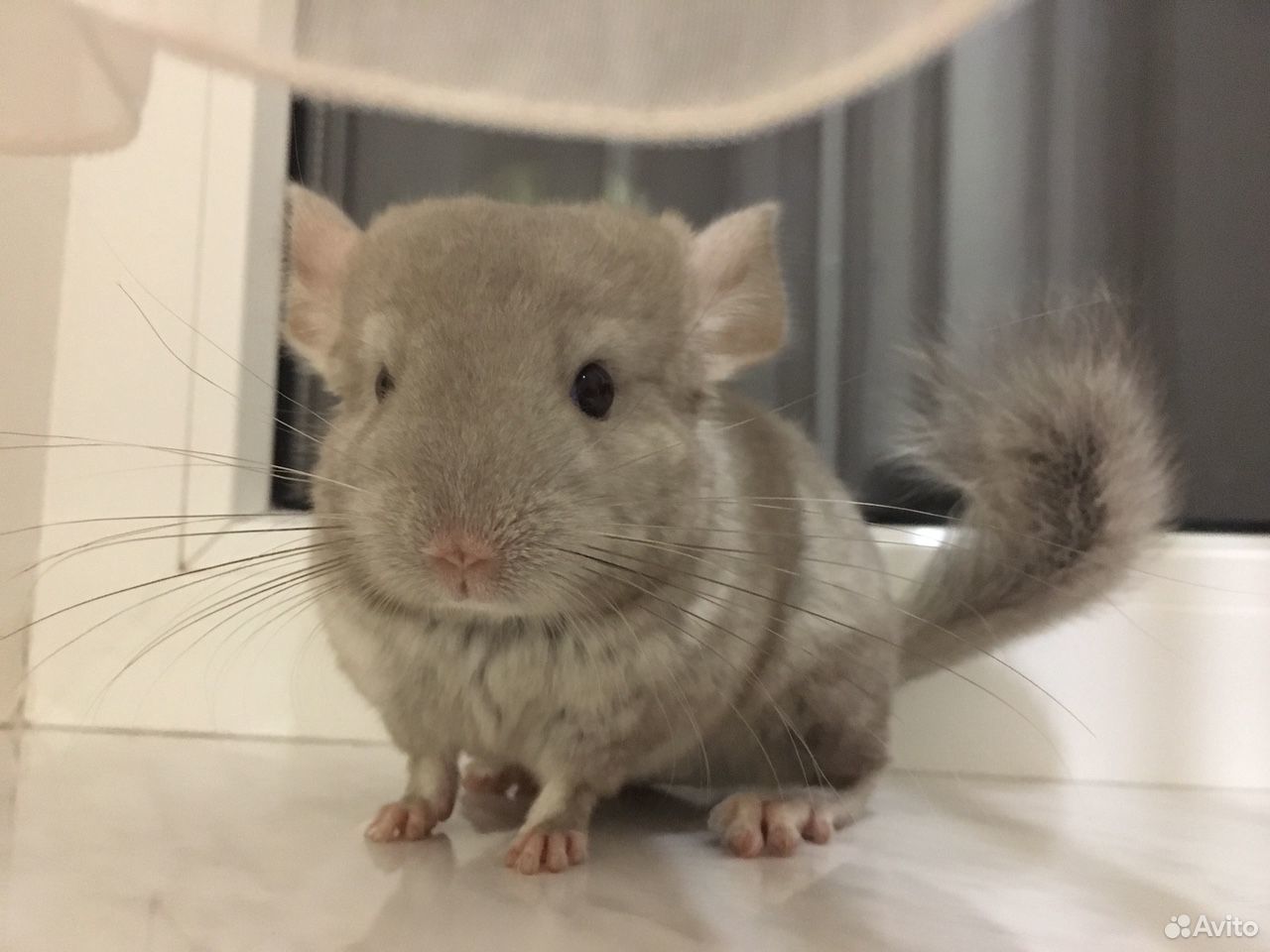 Домашняя шиншилла 1,5 мес. девочка-гетеробеж.окрас