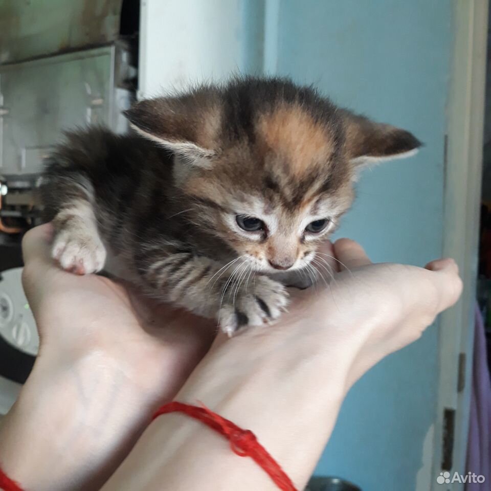 Кошечка-Удача