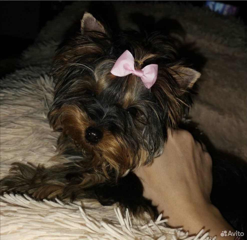 Йоркширский терьер