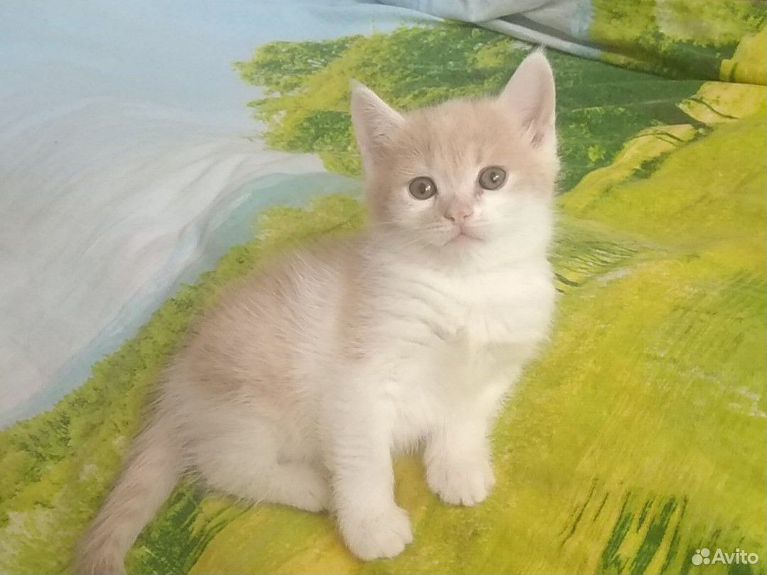Котёнок, помесь с шотландской вислоухой