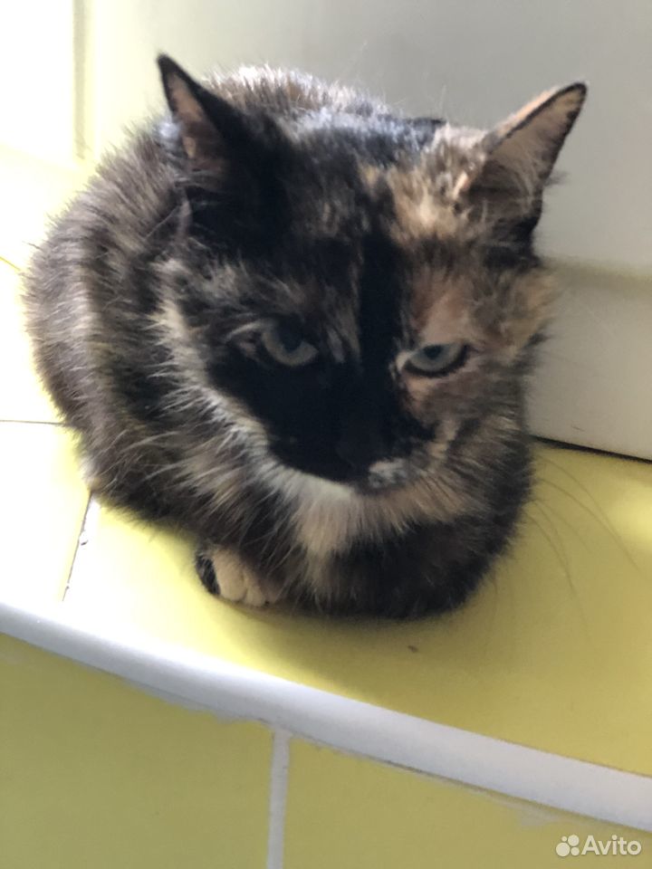 Ласковая кошечка