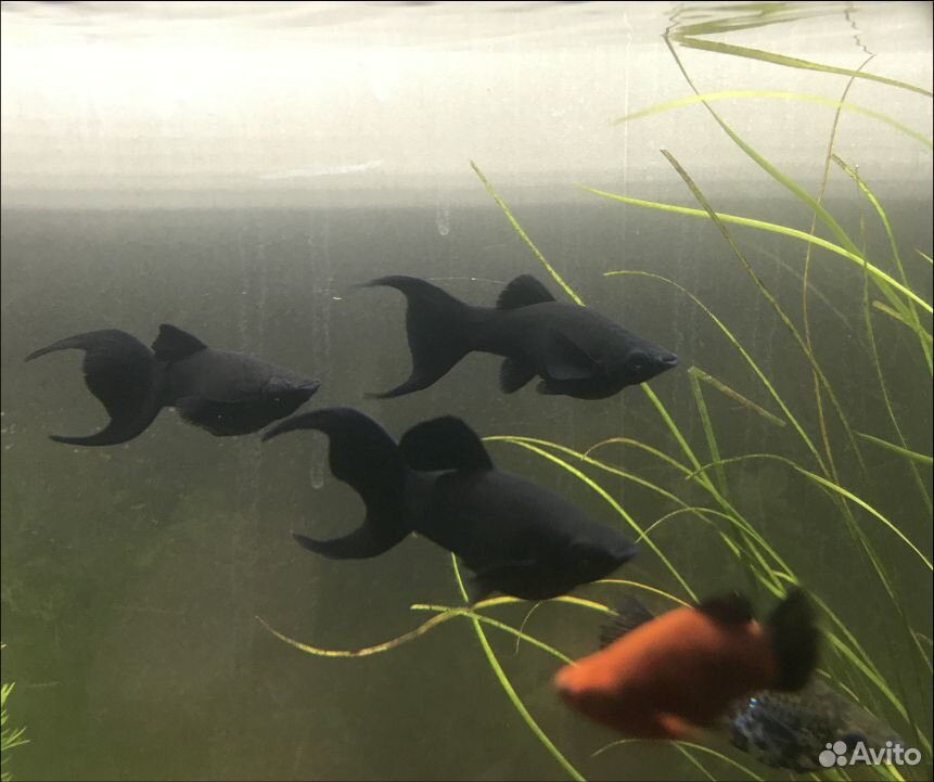 Моллинезии