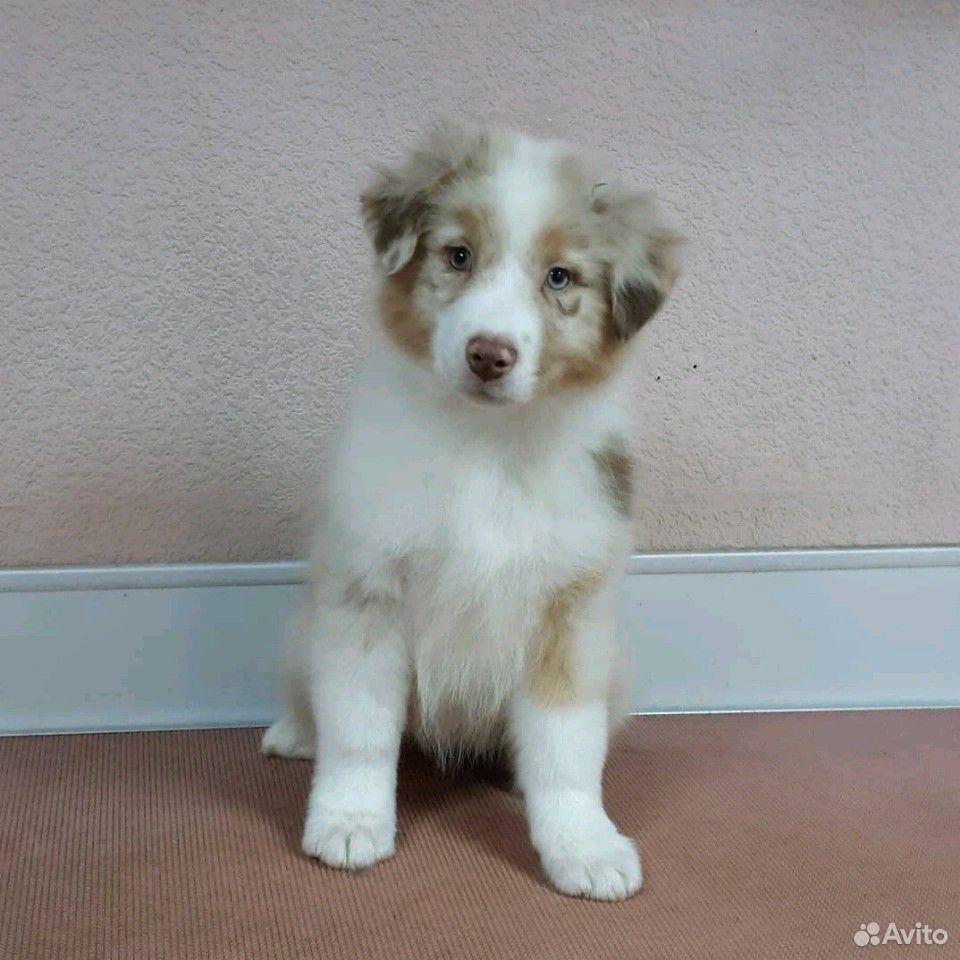 Малыши аусси